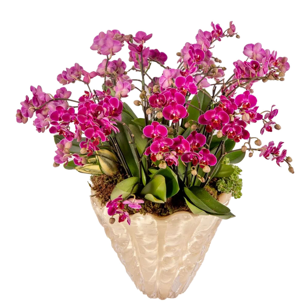 Arranjo Roma Orchidee